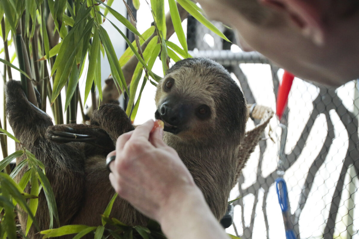 Meeting the sloths of the Loveland Living Planet Aquarium | News ...
